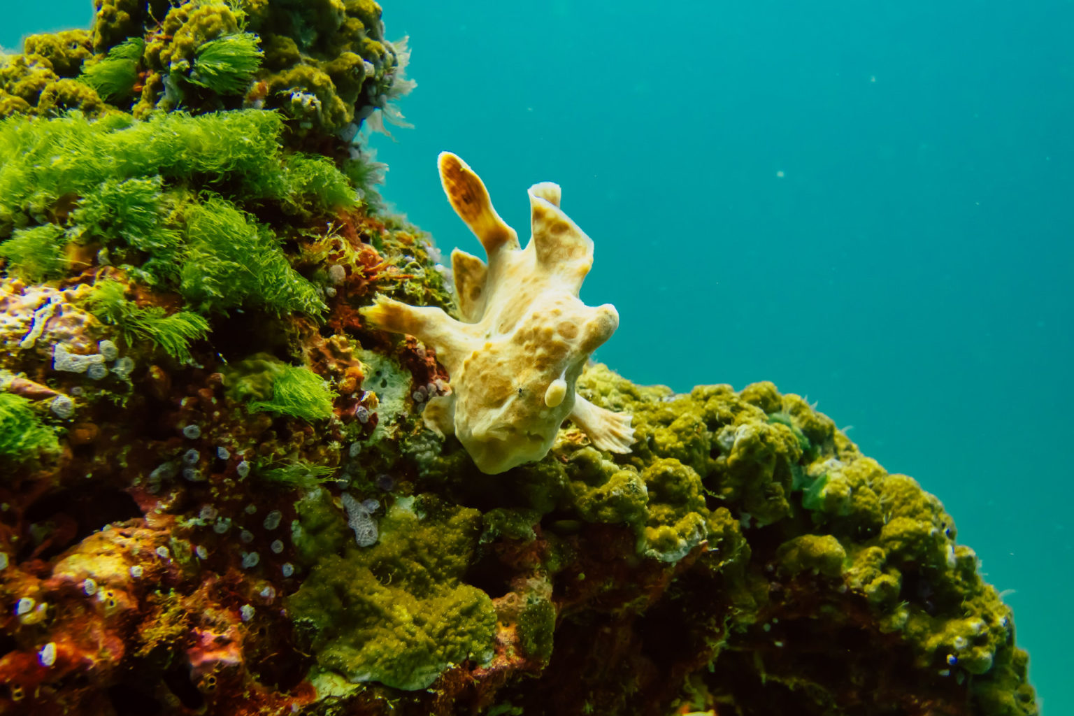 Tropischer Knochenfisch: Der Anglerfisch im Porträt